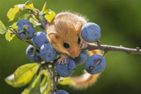 Moscardino Caratteristiche Habitat E Alimentazione