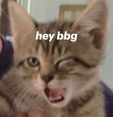 Hey Bbg Cat Rizz Funny Cat Pictures Funny Cute Cats Funny Cats