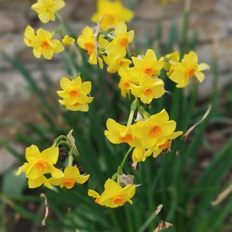 Dan Henning Trump Recession Day 78 Facebook