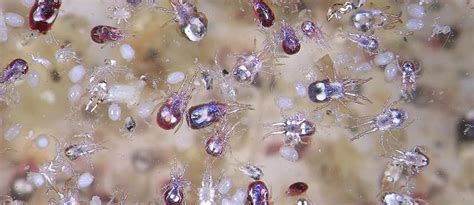 How To Get Rid Of Bird Mites In The Home How To Kill Bird Mites