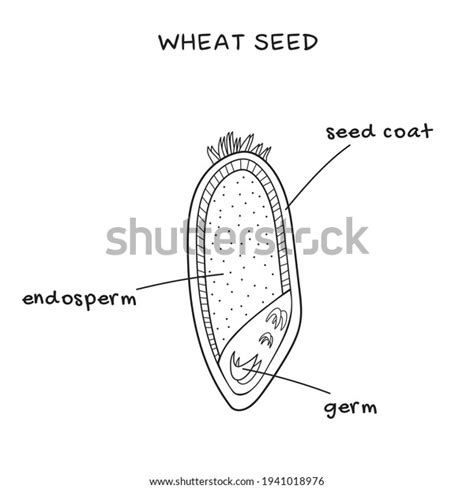 Structure Wheat Seed Grain Vector Infographics Stock Vector Royalty