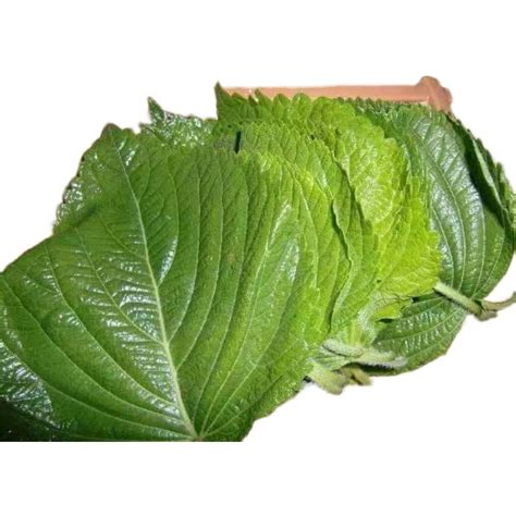 新鲜紫苏叶苏子叶日本料理寿司日本大叶虎窝淘