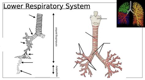 Lower Respiratory System Diagram Quizlet