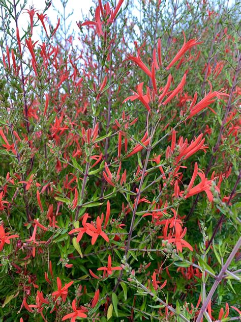 Anisacanthus Quadrifidus Flame Acanthus Wrightii 20 Seeds 2025