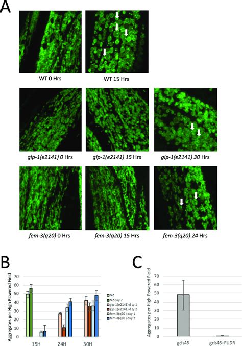 Sterile Mutations Prevent Hypoxia Dependent Mitochondrial Protein
