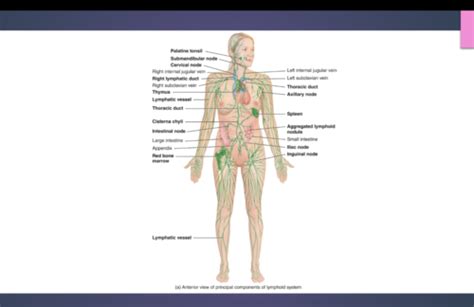 Lymphatic System Flashcards Quizlet