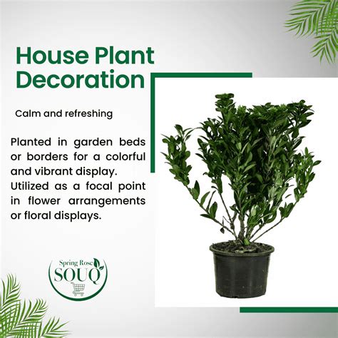 Ixora Chinese Outdoor Plant Spring Rose Souq