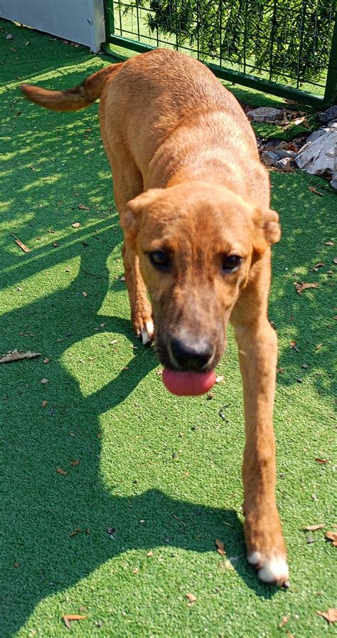 Scio Associazione Salvami