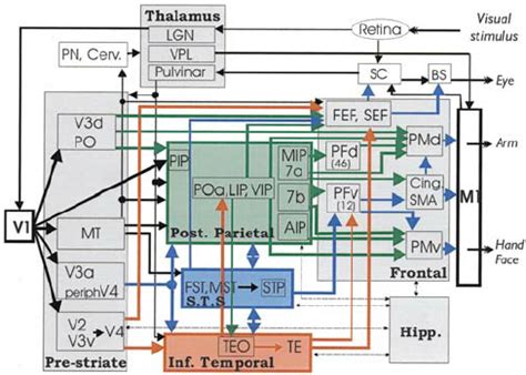 Overview Of The Visual To Motor Network Cortical Neuronal Networks