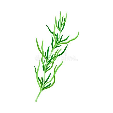 Seaweed Sargassum Vector Stock Illustration Eps 10 Hand Drawing Out