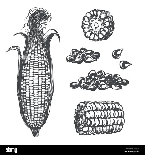 Corn Vector Set Line Sketch Of Whole Maize Cob With Leaves Pieces And