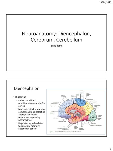 4 Diencephalon Cerebrum Cerebellum Handout Neuroanatomy
