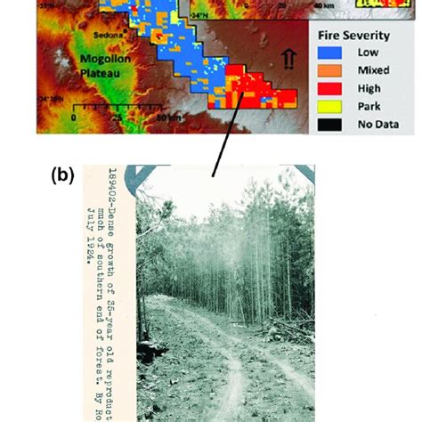 A Fire Severity Evidence From Forest Structure Based On Survey