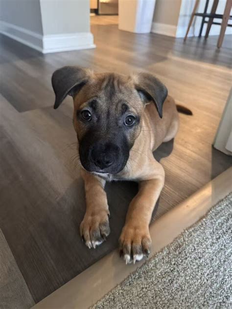 Adopt Berkeley Humane