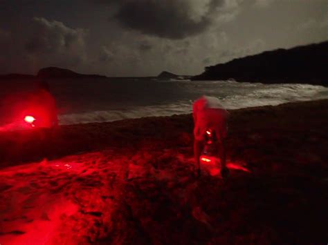 Things We Did Today Turtle Therapy