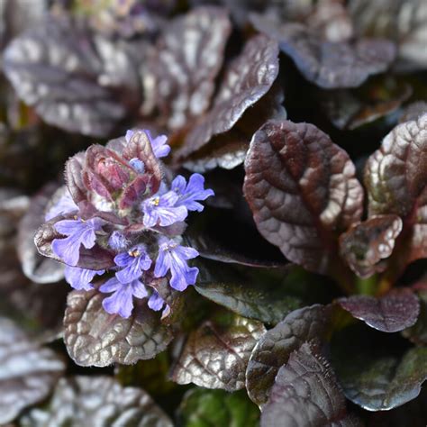 Ajuga Purpurea Guildford Garden Centre