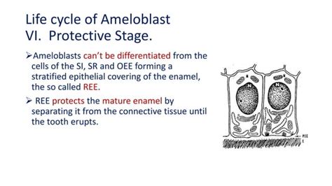 Amelogenisis Pptx Dental Health Diseases And Conditions