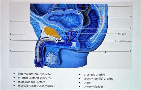 External Urethral Sphincter Internal Urethral Sphincter Membranous