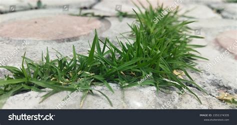 2 Imágenes Fotos De Stock Objetos En 3d Y Vectores Sobre Jujut