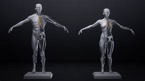 Anh Kim Rémy Le Planar Anatomy Male And Female
