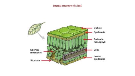 Internal Structure Of Leaf Diagram Illustration Royalty 46 Off