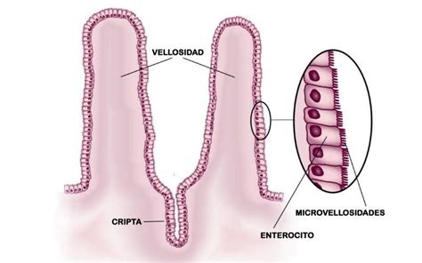 Tipos De Enterocitos Eritrocitos Glóbulos Rojos Características Y