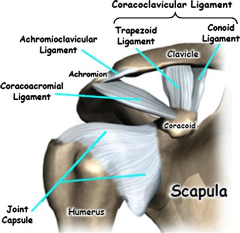 Bony And Ligamentous Structures Of The Acromioclavicular Joint Image
