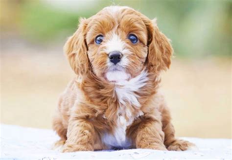 Xicara De Cha Cavapoo