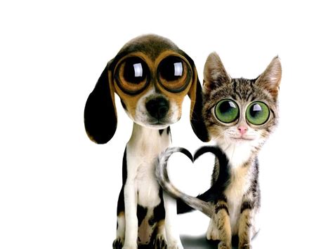 Прикольные Обои На Ватсап 65 фото