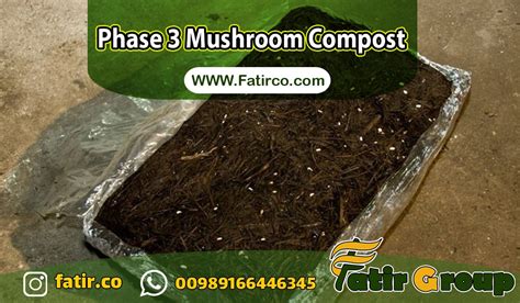 Phase 3 Mushroom Compost Fatir General Trading Co