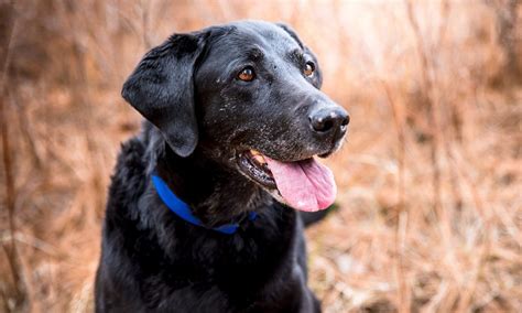 Oral Medication To Treat Fip Now Available In The Us Veterinary