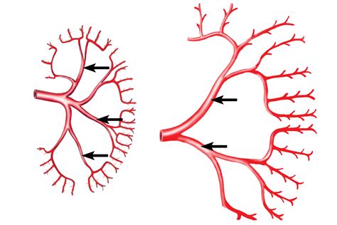 Overview 1 Digital Histology
