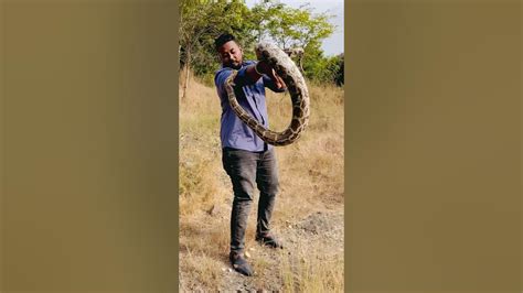 Full Size Aggressive Rock Python 🐍 Yt Viral Ytshorts Pythonbite