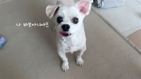 일부러 속아주는 착한 강아지🐶 Youtube