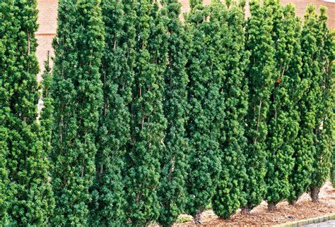 How To Plant And Grow A Yew Bush