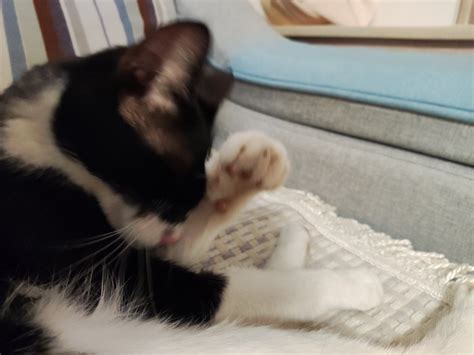 一口吃不下猫大白 On Twitter 白丝 猫耳 湿身