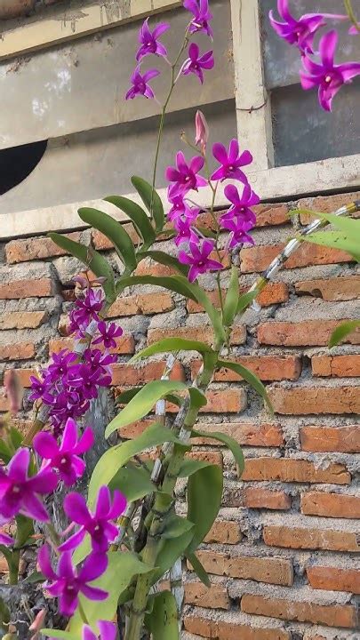 Jaquelyn Concert Anggrek Jadul Youtube