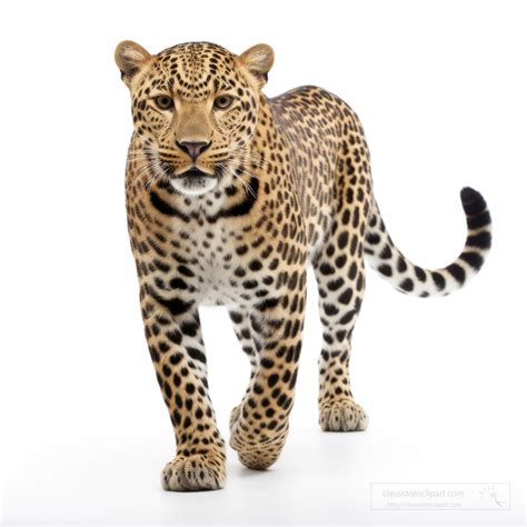 Leopard Photos Leopard Isolated On White Backgroun