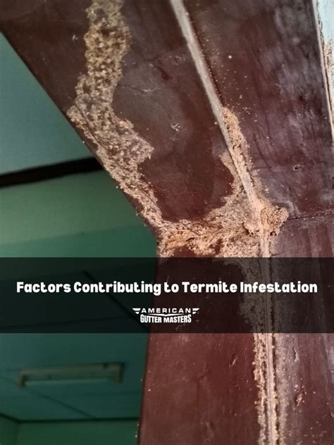 What Causes Termites