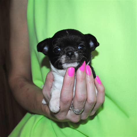 Čivava Na Predaj Fenka Čivava S Pp čivava Na Predaj