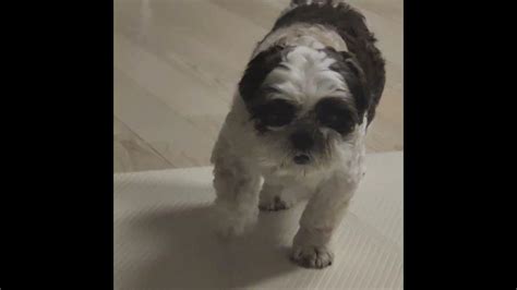 판다곰 시츄 Youtube