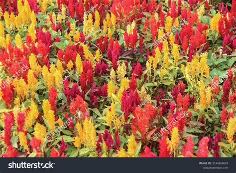 Cockscombs Flower Woolflower Photo Vector Stock Vector Royalty Free