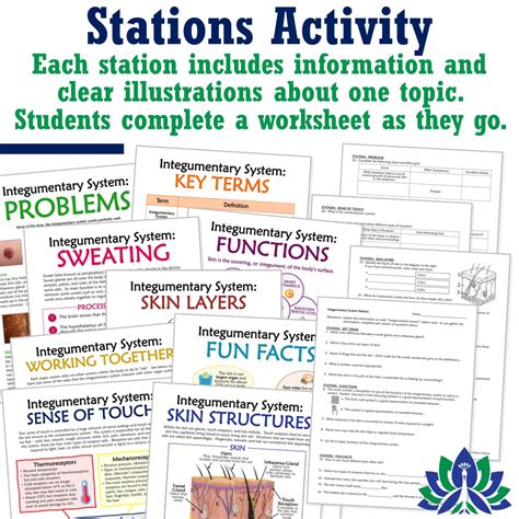 Complete Skin And Integumentary System Unit Flying Colors Science