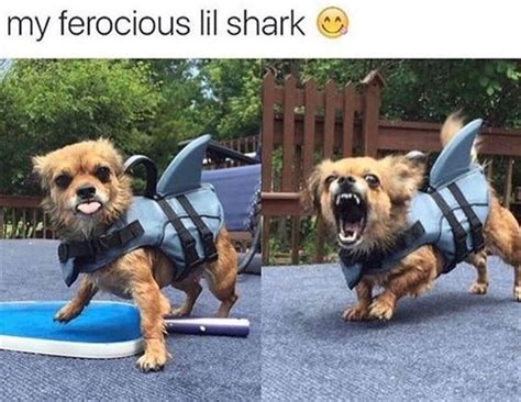 Pin On Funny Animals