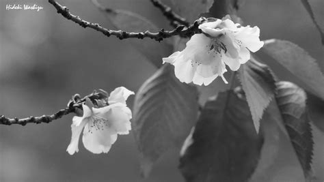 寒桜｜hideki Washizu