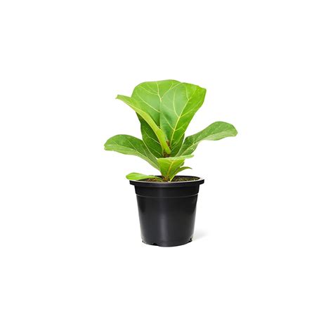 Fiddle Leaf Fig Plant Online Indoor Greenery Sale