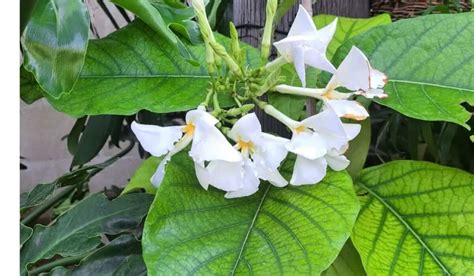 Cipó De Leite Chonemorpha Fragrans A Planta Tropical Que Encanta Com