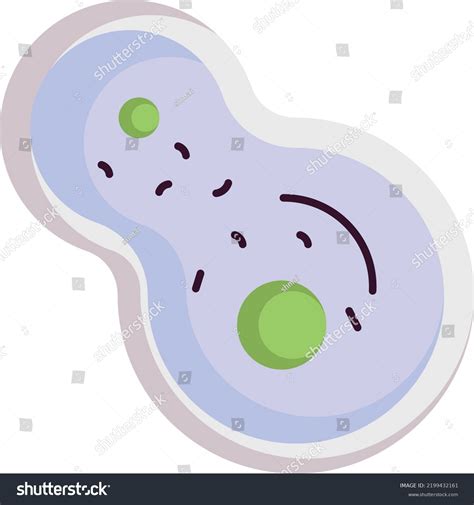 Bacterial Binary Fission Vector Color Icon Stock Vector Royalty Free