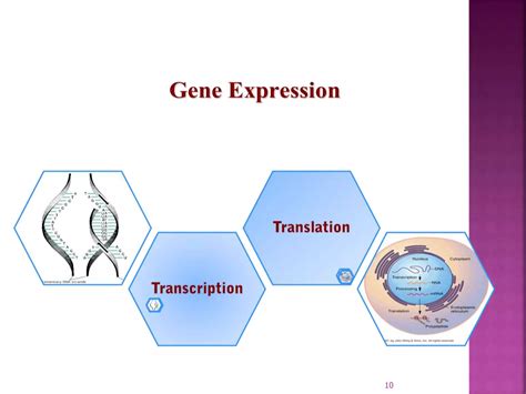 Genome Organization And Gene Expression And Its Regulation Pptx