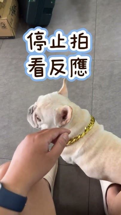 據說停止摸狗子會出事情😱😱不信你看法斗 寵物 寵物生活 萌寵 Cute Youtube